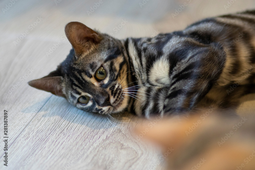 Beautiful bengala cub cat in its home Stock Photo | Adobe Stock