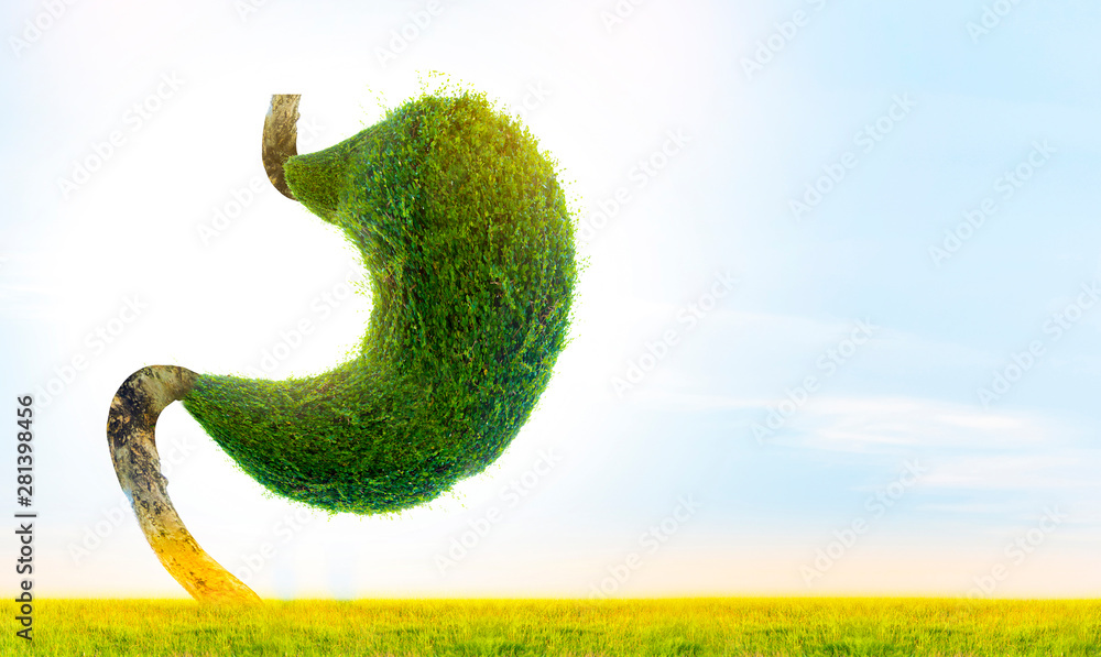 The human stomach is strong. The internal organs are shaped by green ...