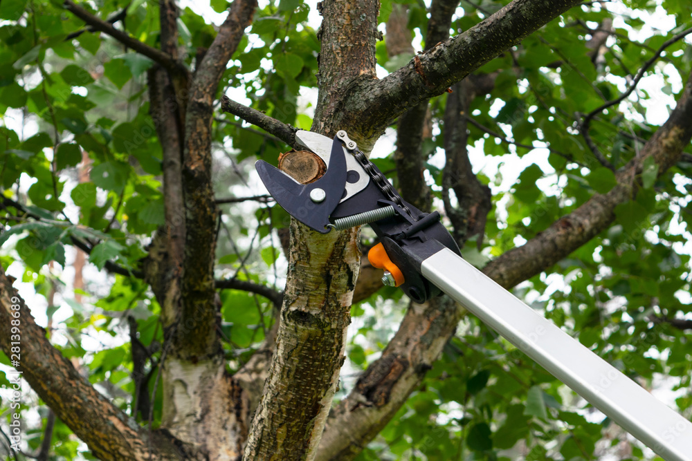 Seasonal pruning trees with pruning shears. Gardener pruning fruit ...