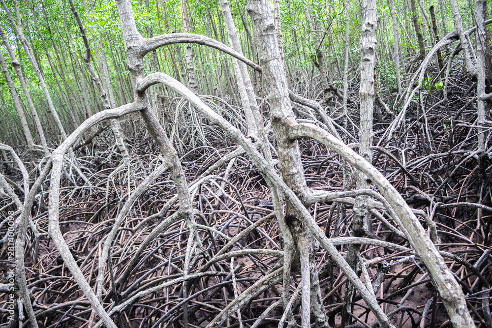 Pattern of Prop roots or Buttress roots of the mangrove tree ...