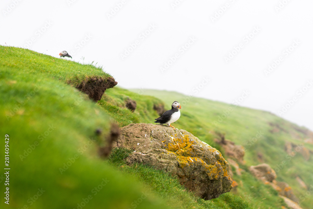 Pair of Atlantic Puffins on a cliff edge. Mykines, Faroe Islands. Stock ...