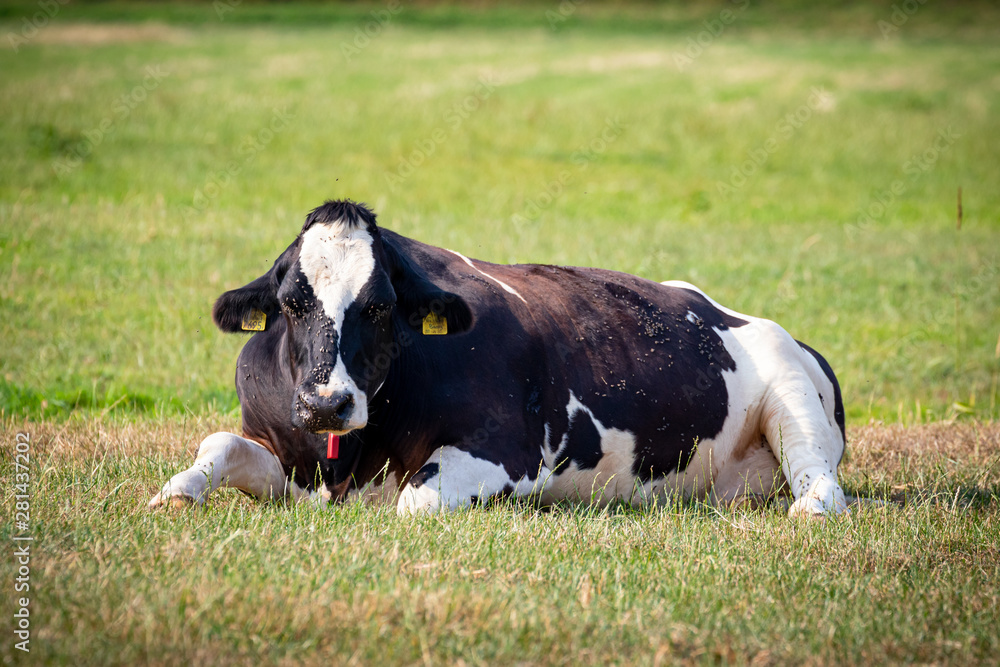 disease causing horn flies cattle fly cattle pests on a cow head Stock ...