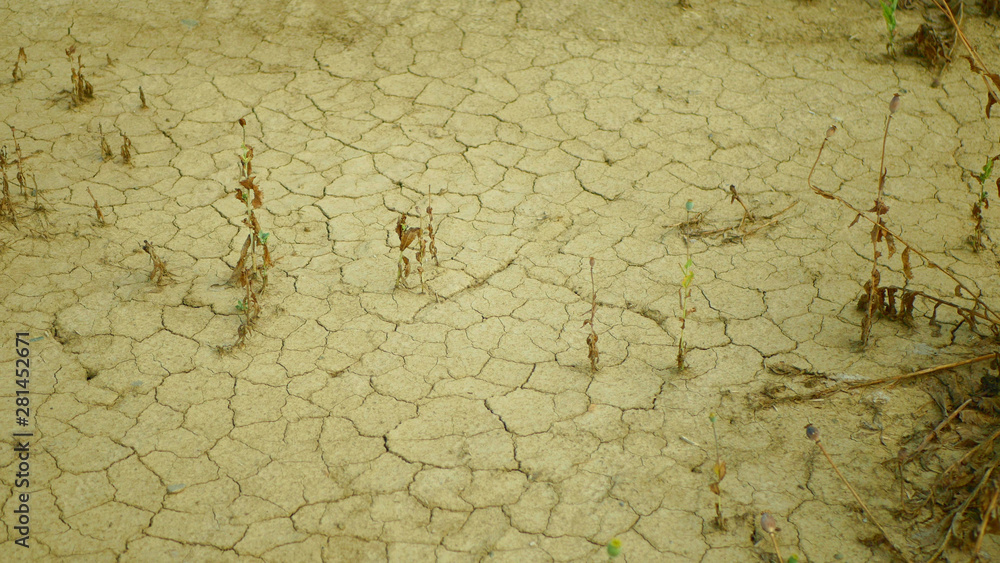Drought field land with poppy leaves Papaver poppyhead, drying up soil ...