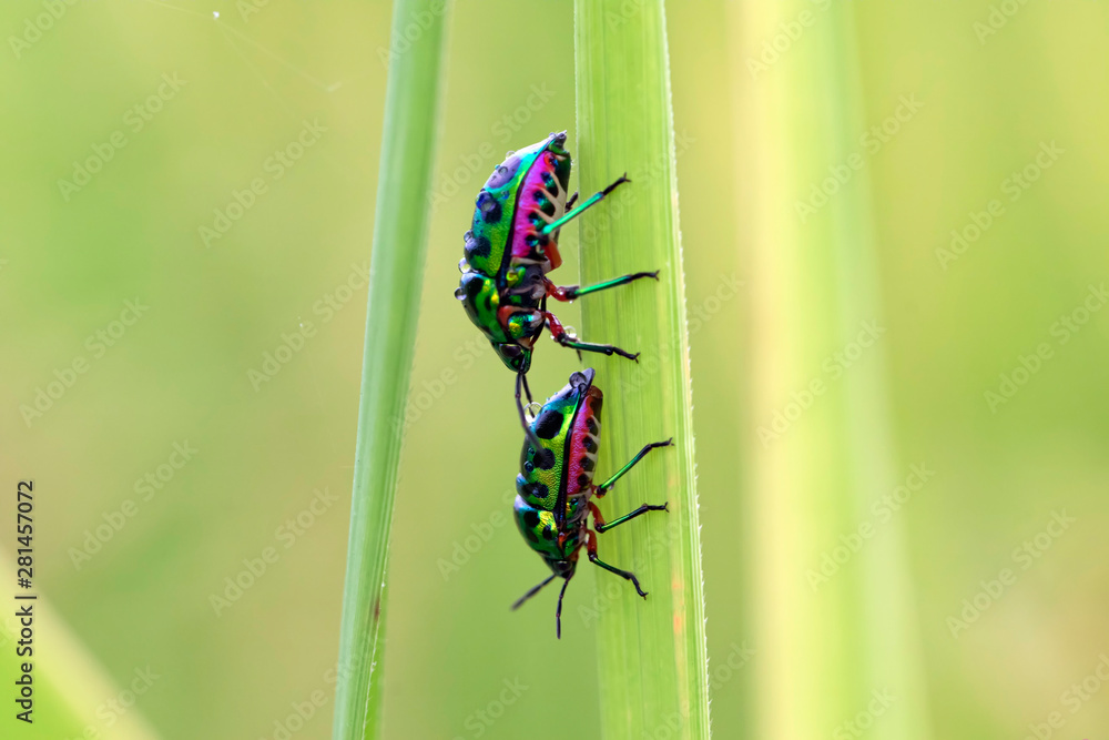 Jewel bug (Chrysocoris stollii) Beetle, Shield bug which belong to the ...