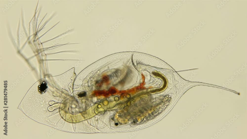 Vidéo Stock plankton, Daphnia under the microscope, water flea, species ...