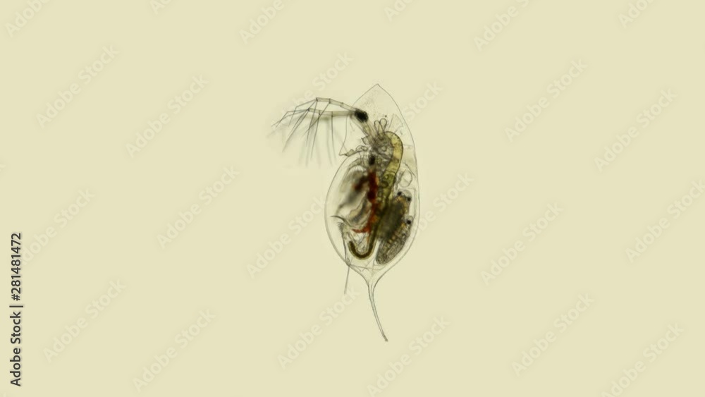 plankton, Daphnia under the microscope, water flea, species Daphnia ...