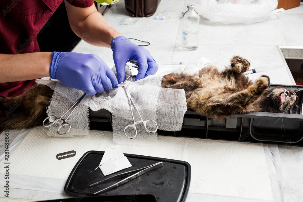 Sterilization of a cat. Surgical incision of the soft tissues of the ...