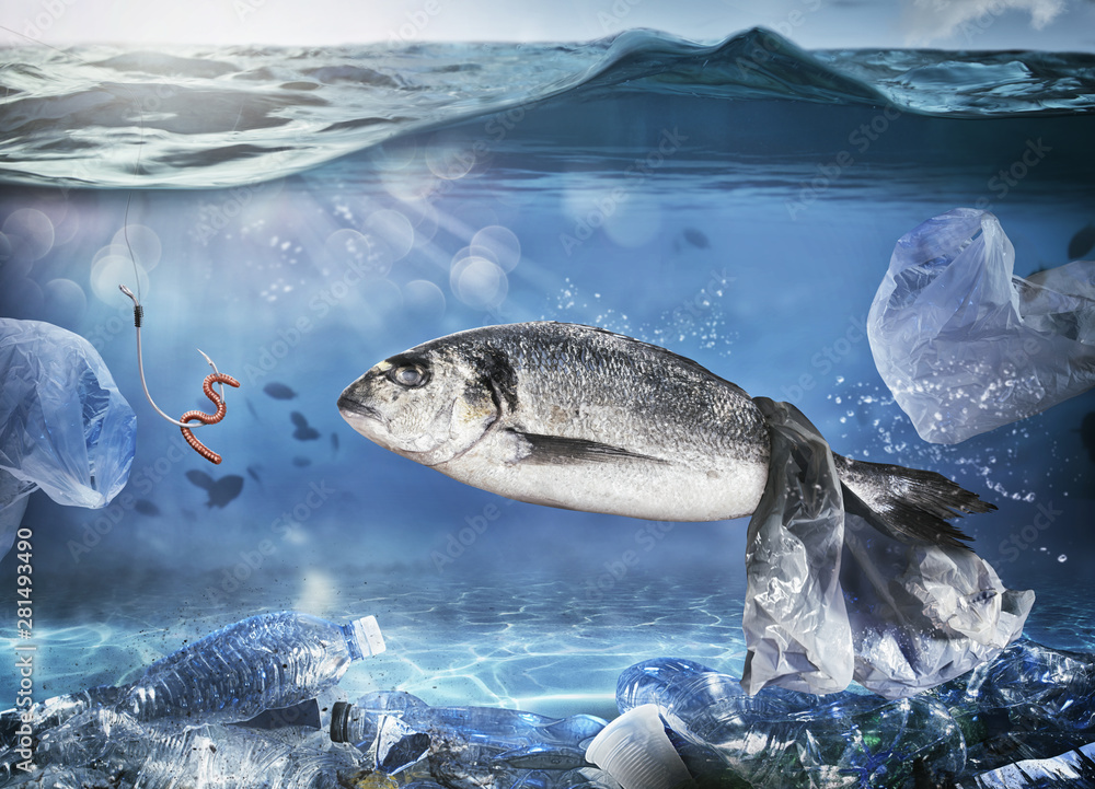 Poster Trapped fish by a floating bag – Wall Art | UkPosters