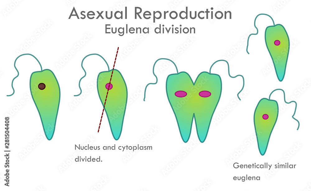 Fototapeta kuchenna Euglena division stages. Asexual reproduction ...