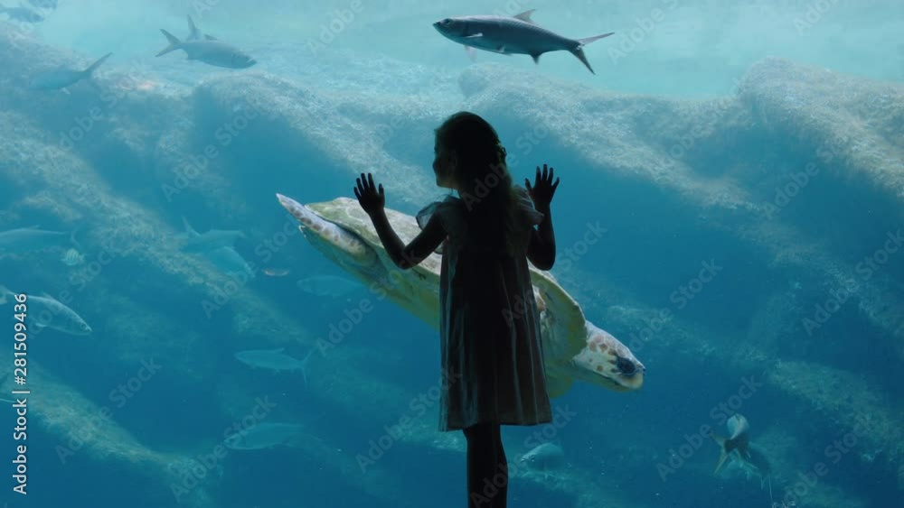 little girl at aquarium watching sea turtle swimming in tank curious ...