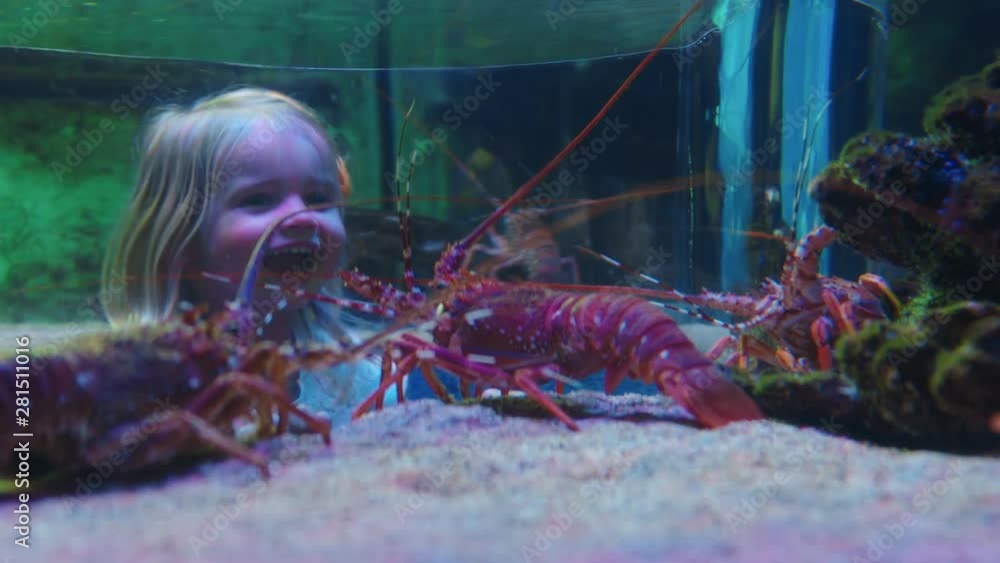happy girl in aquarium looking at crayfish in tank excited child ...