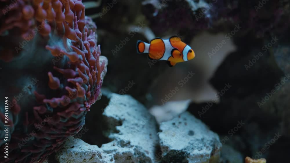 little girl looking at clownfish in aquarium curious child watching ...