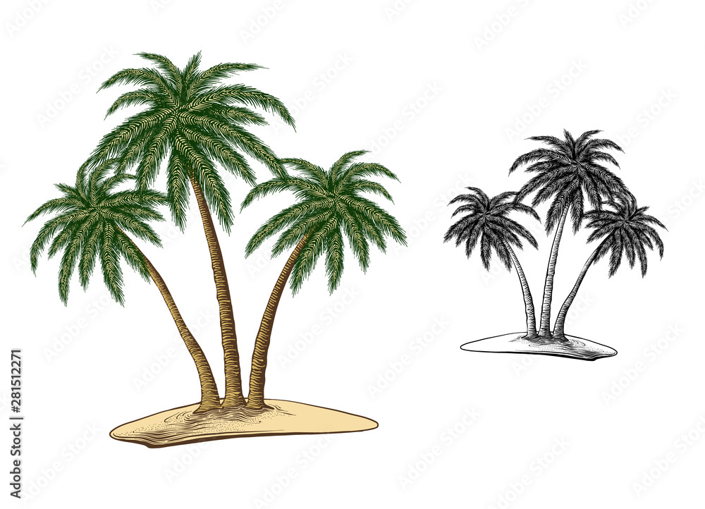 Hand drawn sketch of palm trees in color, isolated on white background ...