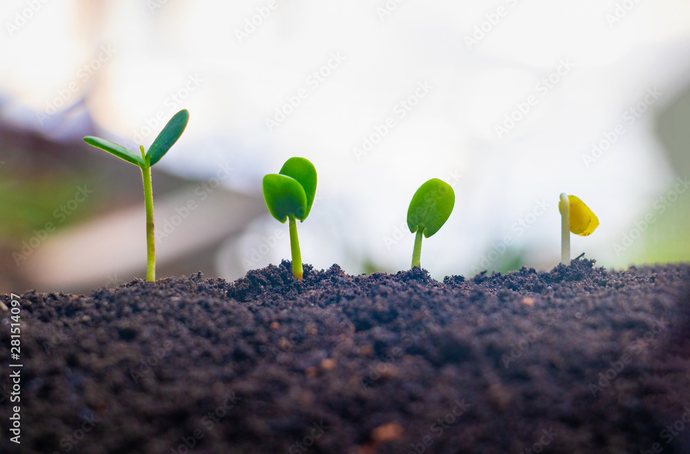 Foto de Seed plants are growing.They are growing step by step.One has ...