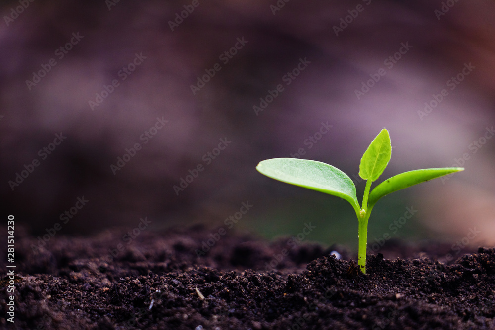 Seed Plant Wallpaper