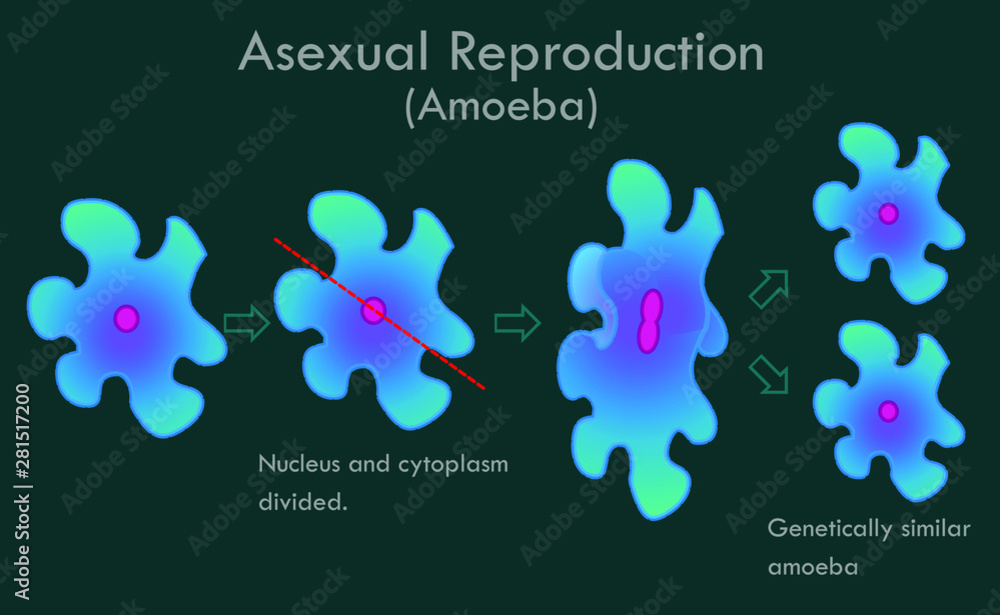 Asexual reproductive. Amoeba division stages. Nucleus and cytoplasm ...