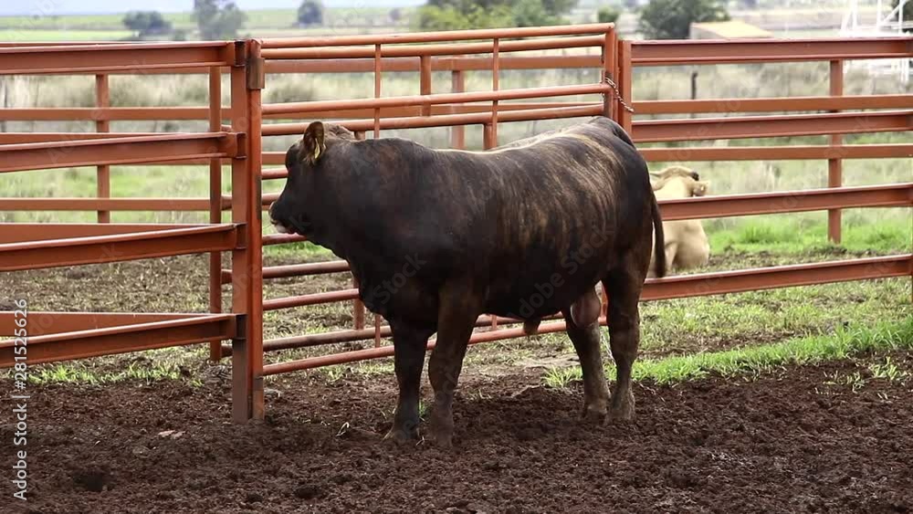 Ganado engorda bovino en granja charoláis pastando vacas leche carne ...
