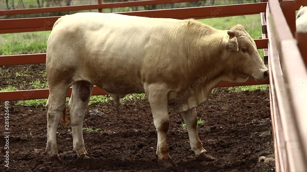 Ganado engorda bovino en granja charoláis pastando vacas leche carne ...
