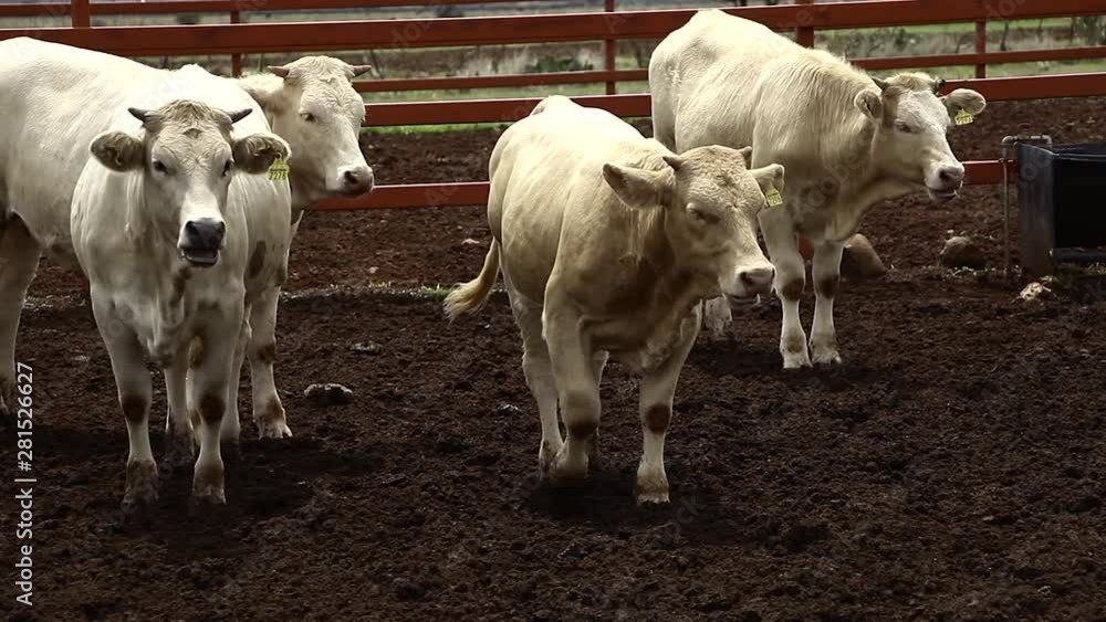 Ganado engorda bovino en granja charoláis pastando vacas leche carne ...