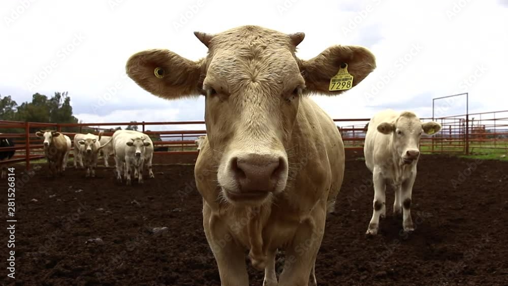 Ganado engorda bovino en granja charoláis pastando vacas leche carne ...