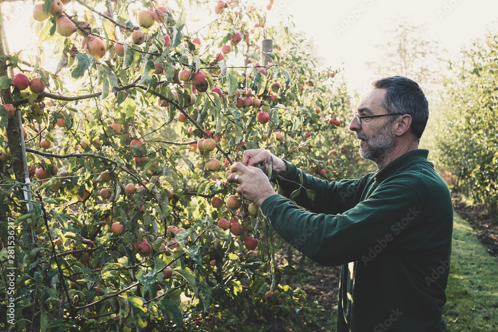 Side view of man picking apples from tree in apple orchard Stock Photo ...