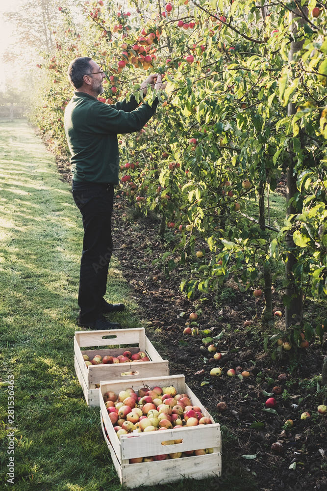 Side view of man picking apples from tree in apple orchard Stock Photo ...
