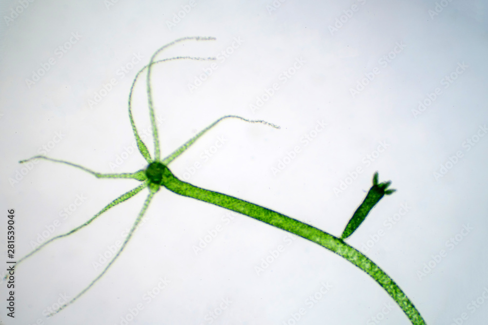 Foto de Hydra is a genus of small, fresh-water animals of phylum ...
