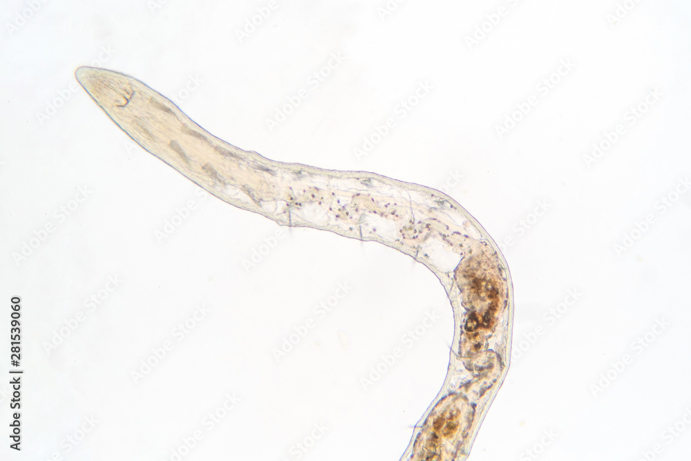 Tubifex worm under microscope view for education. Stock Photo | Adobe Stock