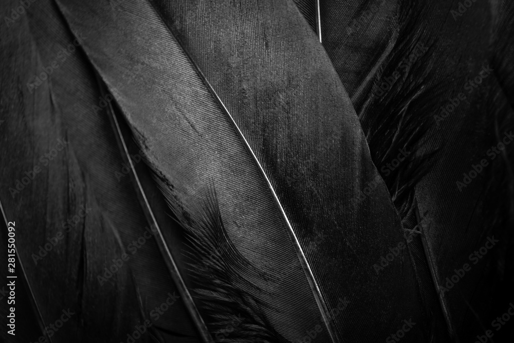 black feather texture background Stock Photo | Adobe Stock