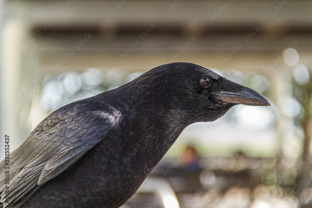 crow feeding Stock Photo | Adobe Stock