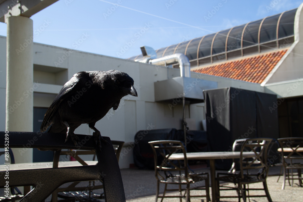 crow feeding Stock Photo | Adobe Stock