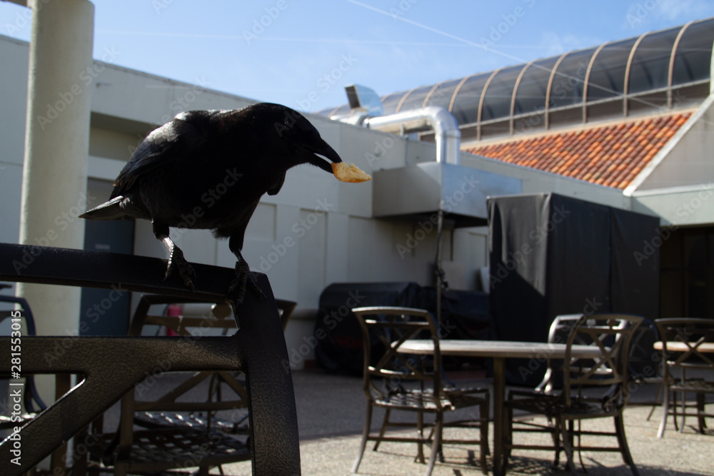 crow feeding Stock Photo | Adobe Stock