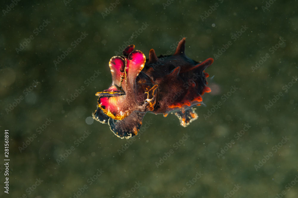 Flamboyant Cuttlefish, Metasepia pfefferi, is a species of cuttlefish ...