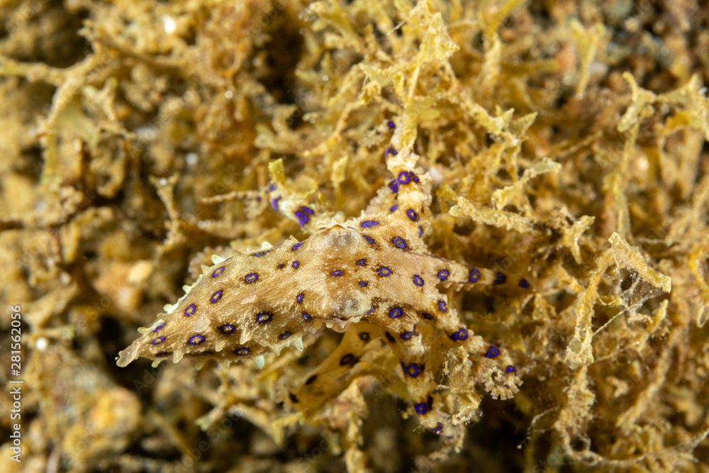 Greater blue-ringed octopus, Hapalochlaena lunulata is one of four ...