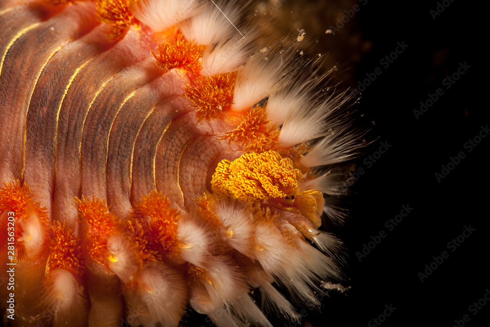 The bearded fireworm (Hermodice carunculata) is a type of marine ...