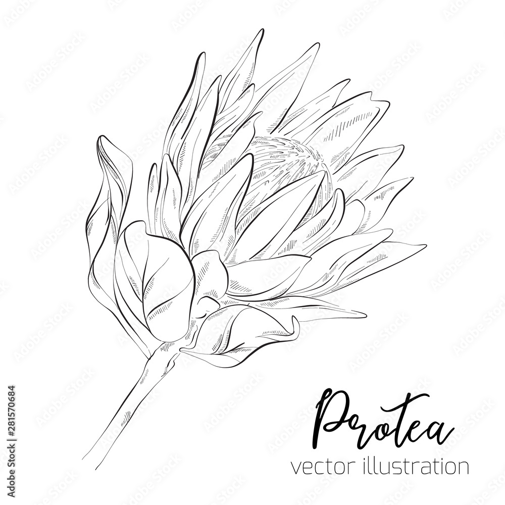Protea Sketch Floral Botany Collection. Sugarbushes flower drawings ...
