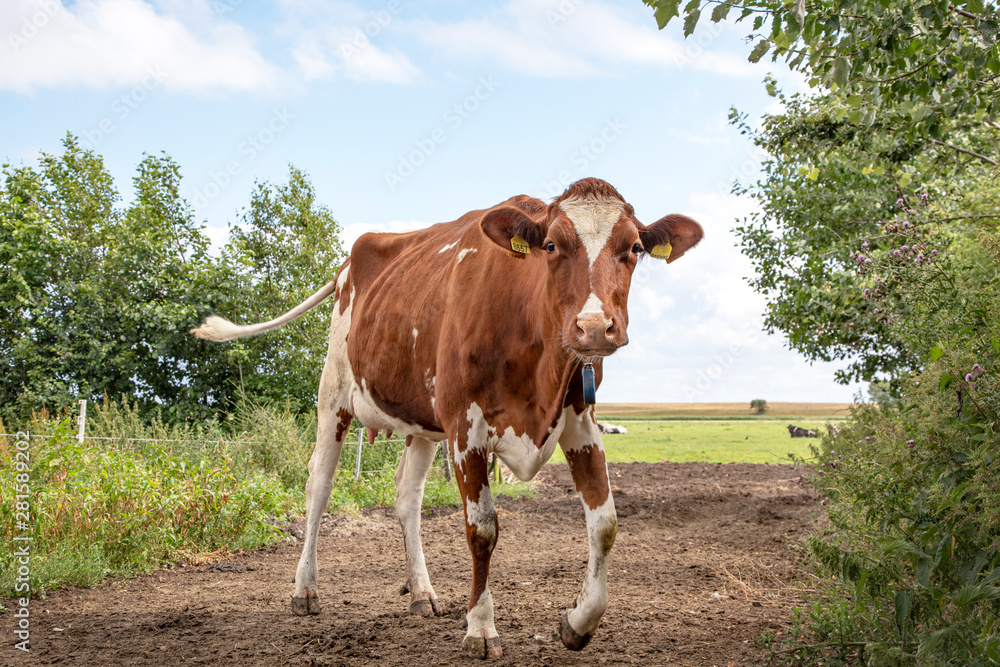 Playful oncoming cow. Young red pied cow walks with swinging tail on a ...