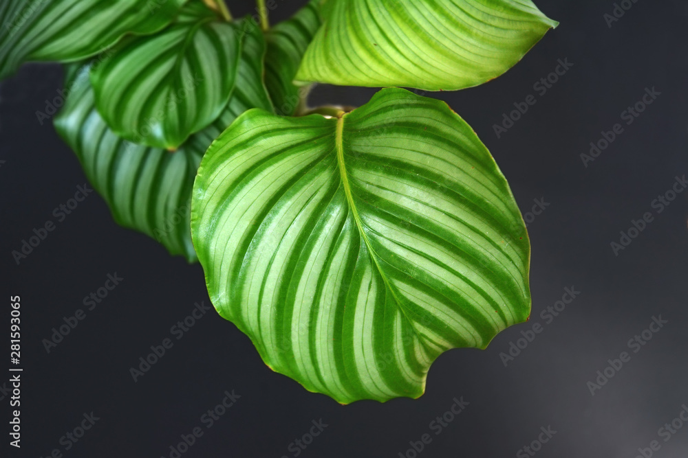 Close up of round leaf with stripes of an exotic 'Calathea Orbifolia ...