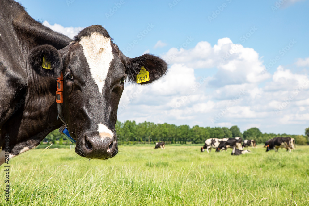 Looking around the corner, close up of a head of a spotted pretty cow ...