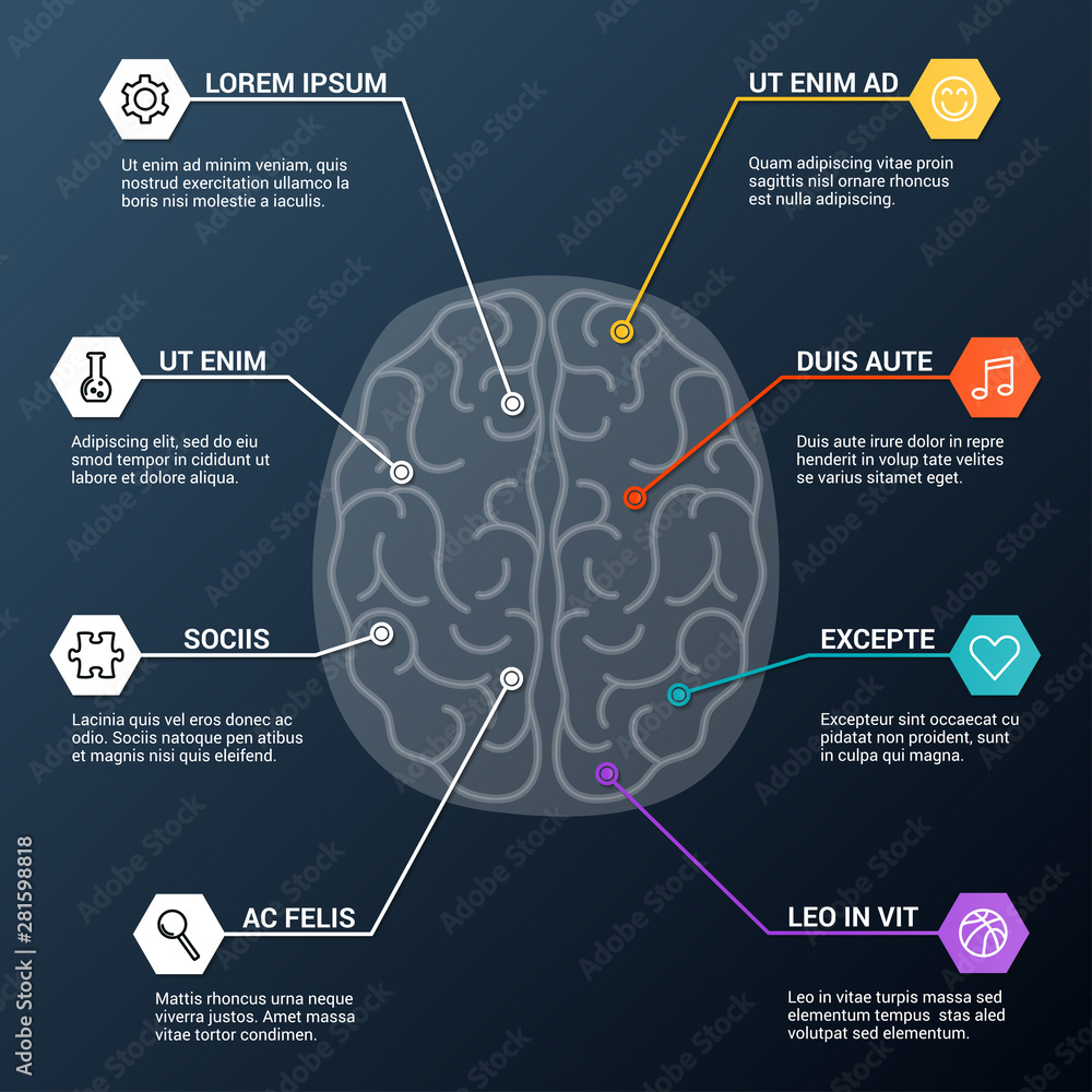 Human brain lobes, anatomy structure, infographic. Functions of the ...