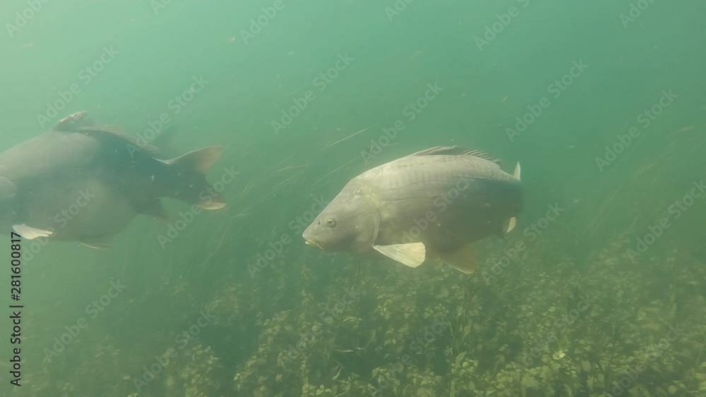 Underwater footage of swimming big Danube carps (Cyprinus carpio ...