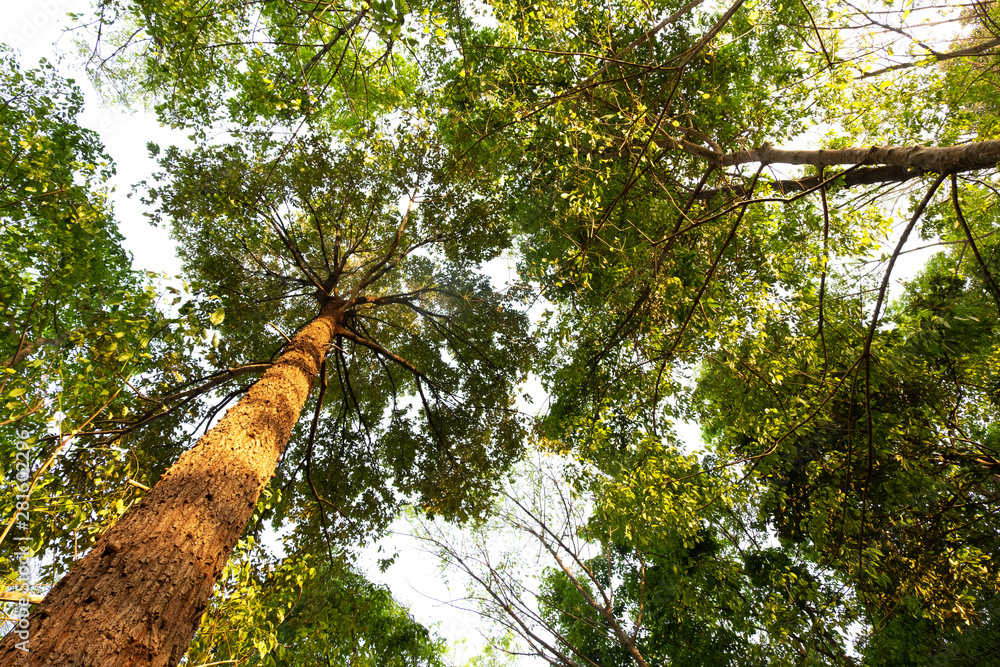 ant eye view of Resak Tembaga tree in jungle background.forest and ...
