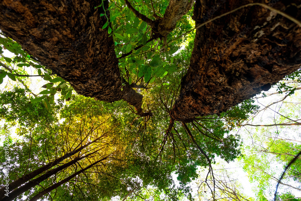 ant eye view of Resak Tembaga tree in jungle background.forest and ...