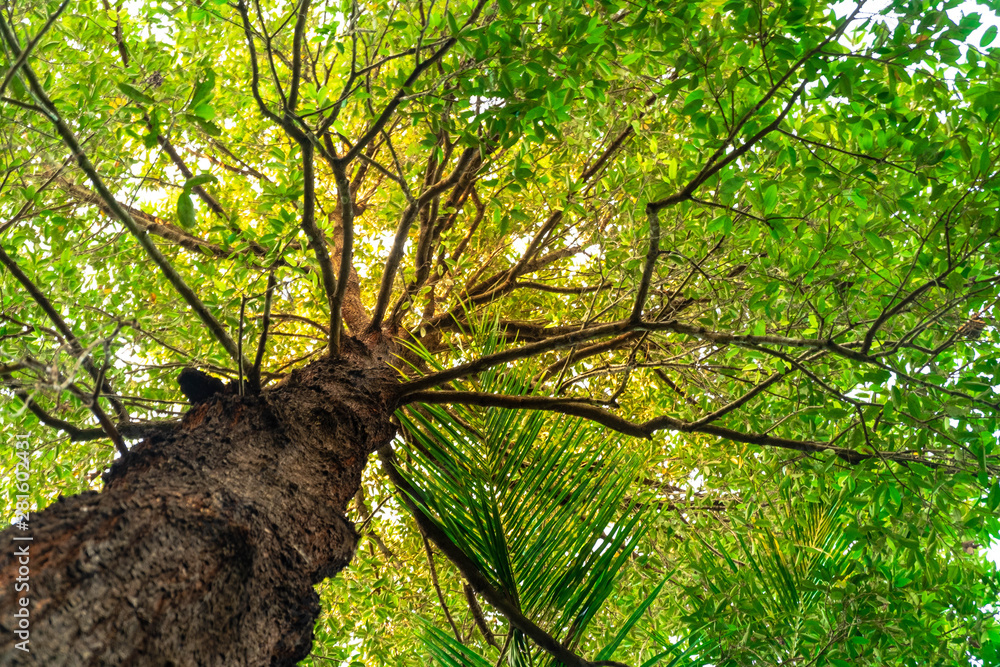 ant eye view of Resak Tembaga tree in jungle background.forest and ...