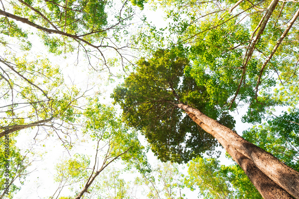 ant eye view of Resak Tembaga tree in jungle background.forest and ...