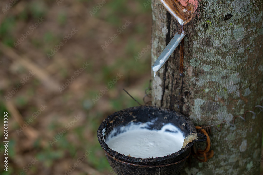 latex extracted from rubber trees is an important raw material in many ...