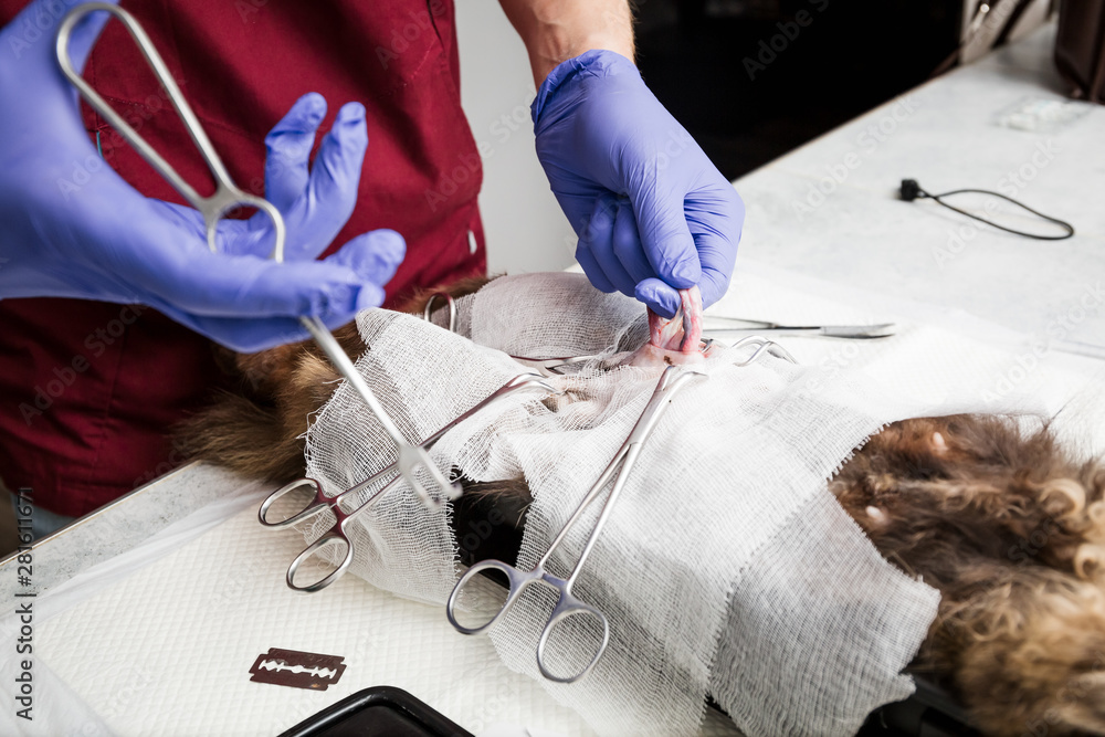 Sterilization of a cat. Surgical incision of the soft tissues of the ...