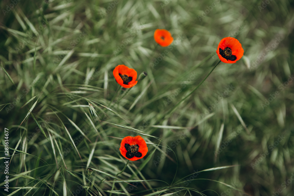 single poppy flowers that wildly grow in a wild field among the green ...