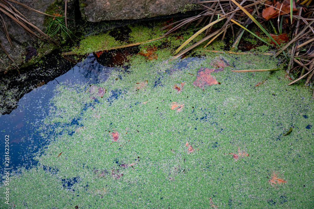 Autumn leaves on water. Lush green duckweed is covering dark pond water ...