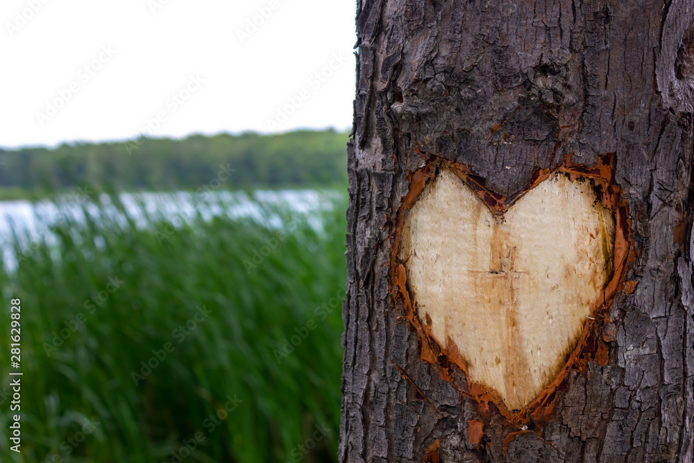 Heart In Tree Bark